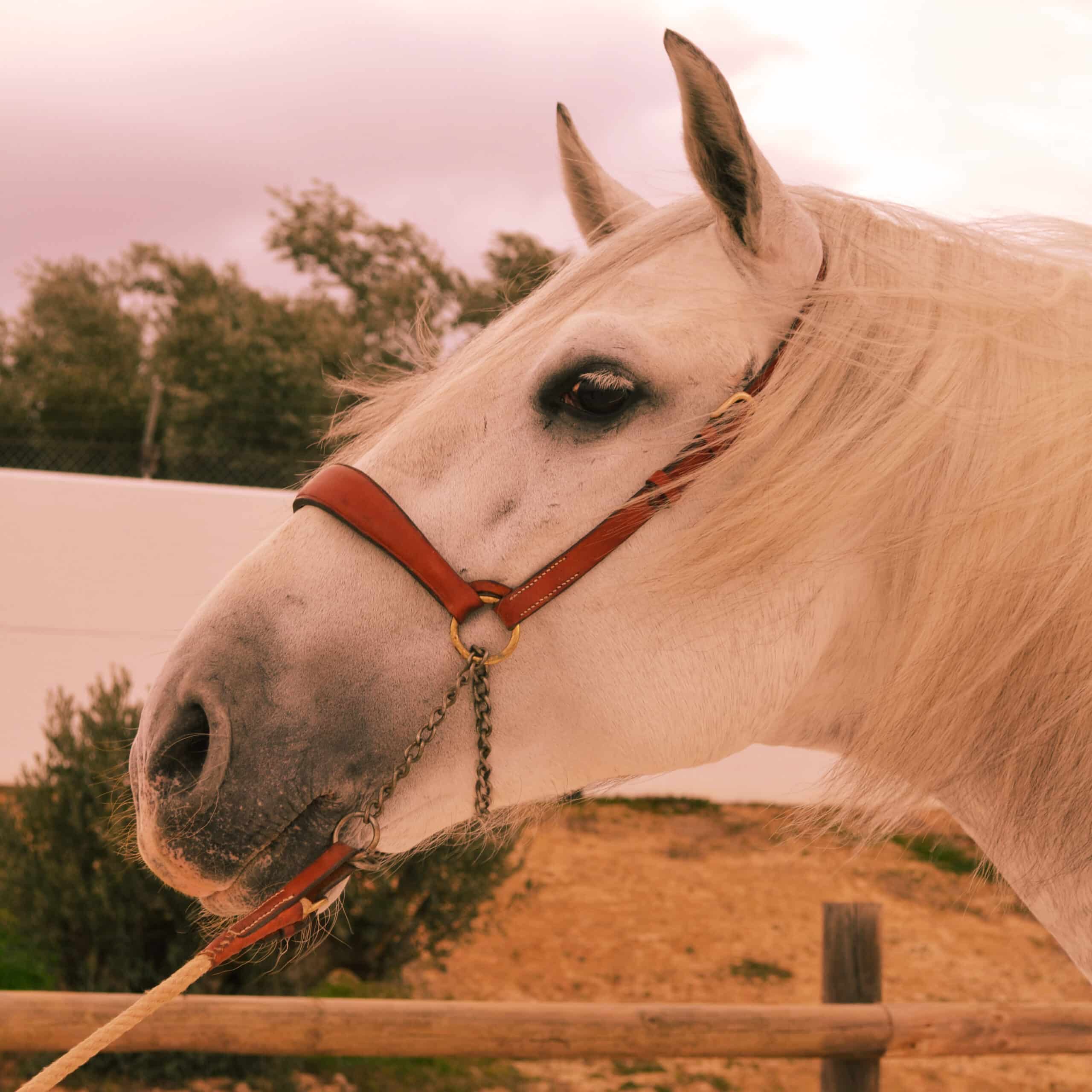 Cabezada Presentación - La Hacienda Artesana